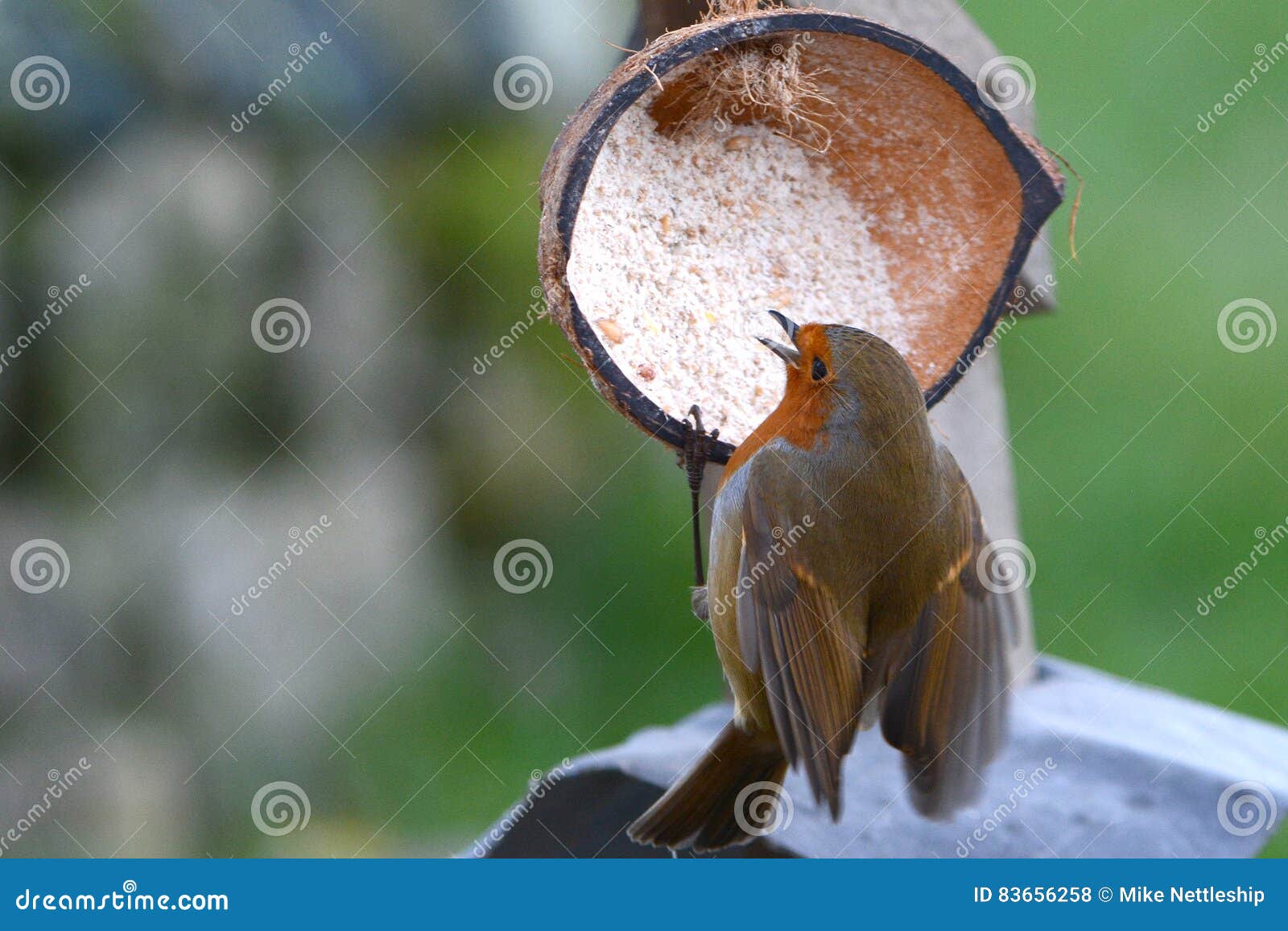 A Robin Feeding from Half a Coconut Shell. Stock Photo - Image of ...