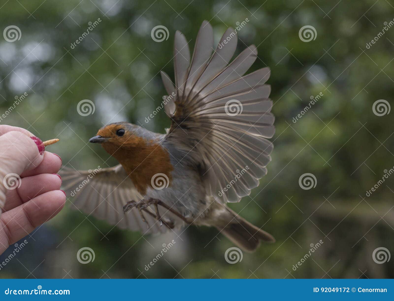 Robin stock photo. Image of hand, bird, wings, small - 92049172
