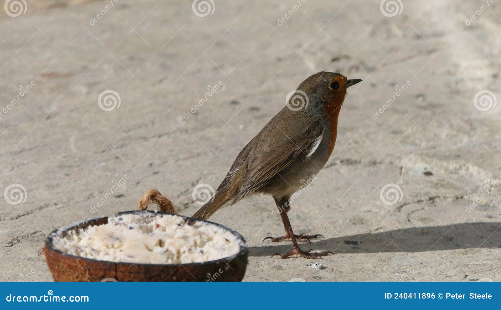 Robin Feeding from Insect Coconut Suet Shell on Ground Stock Photo ...
