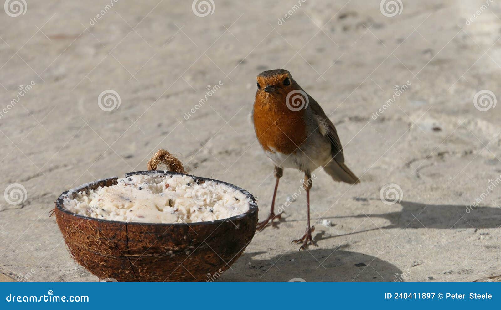 Robin Feeding from Insect Coconut Suet Shell on Ground Stock Image ...