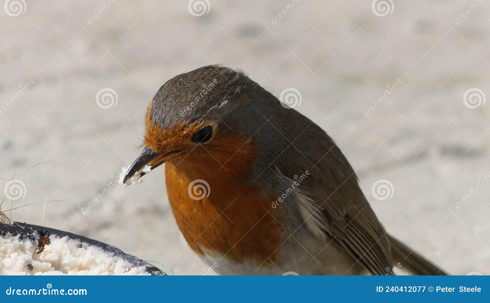 Robin Feeding from Insect Coconut Suet Shell on Ground Stock Image ...