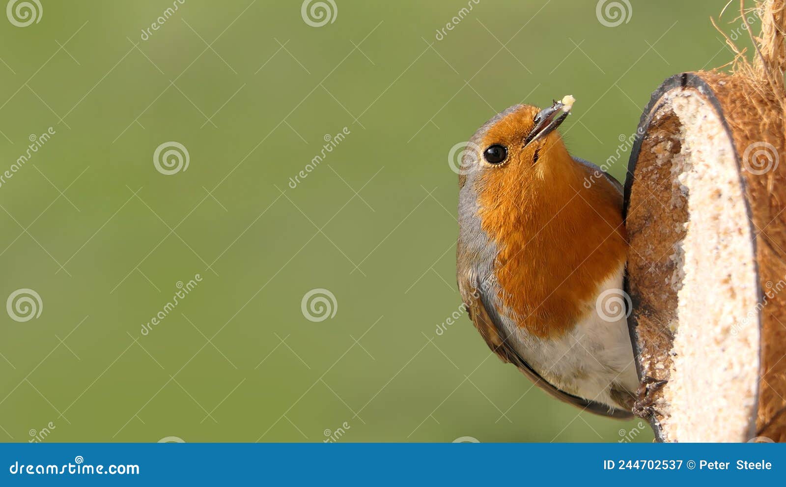 Robin Feeding from Insect Coconut Suet Shell at a Table Stock Image ...