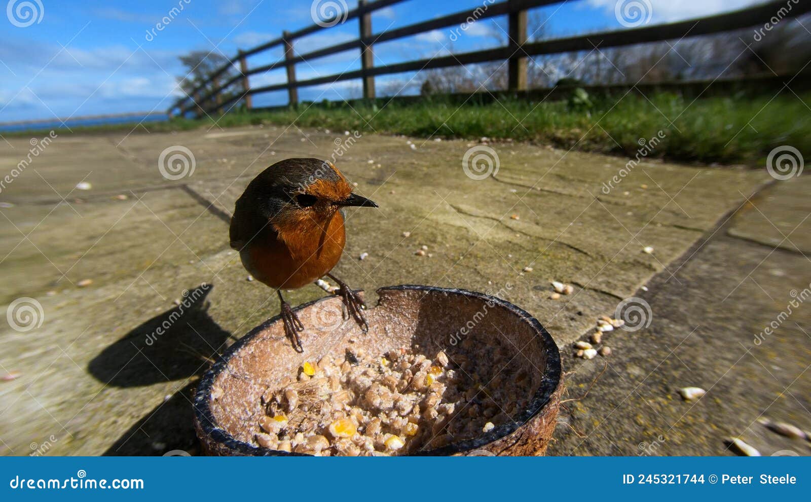 Robin Feeding from Insect Coconut Suet Shell at a Table Stock Photo ...