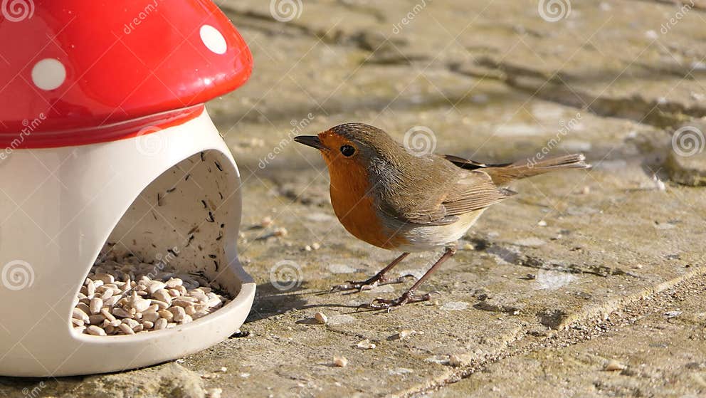 Robin Feeding from Mushroom Toadstool Ceramic Bird Feeder Stock Photo ...