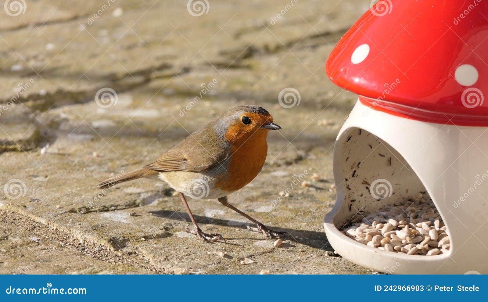 Robin Feeding from Mushroom Toadstool Ceramic Bird Feeder Stock Image ...