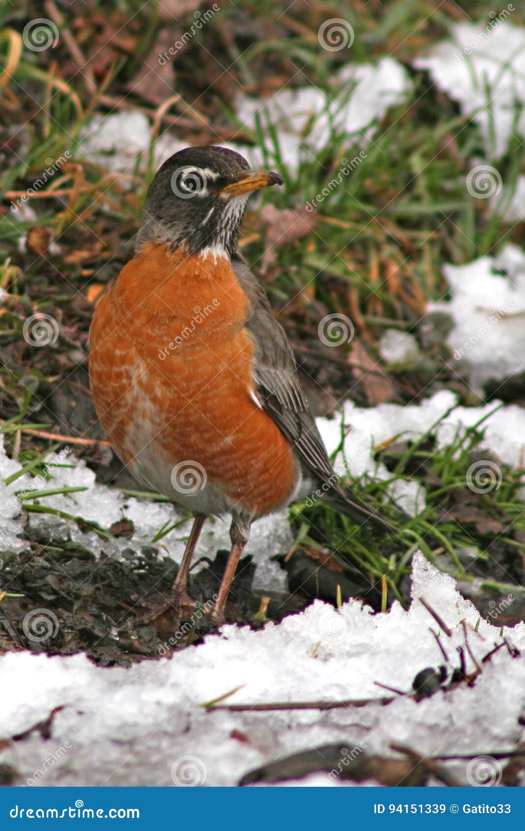 Robin Feeding in Snow stock image. Image of wildlife - 94151339