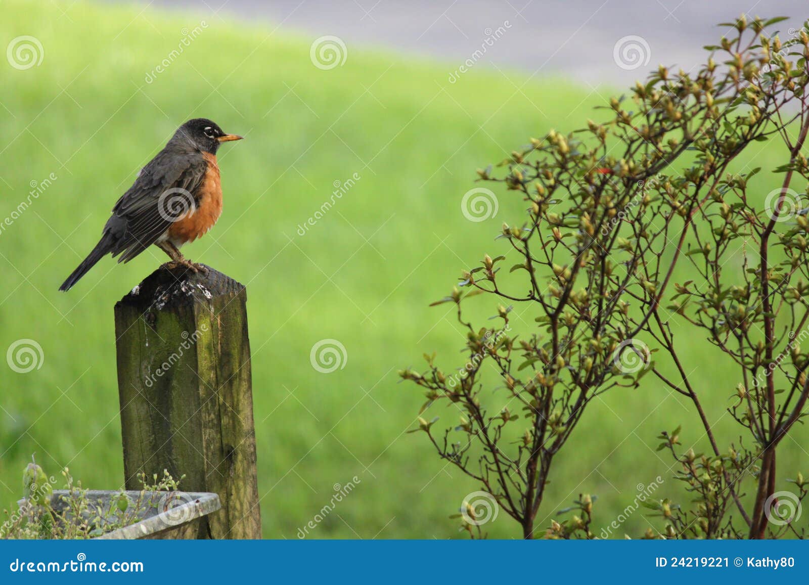 Robin on Fence Post stock image. Image of rustic, post - 24219221