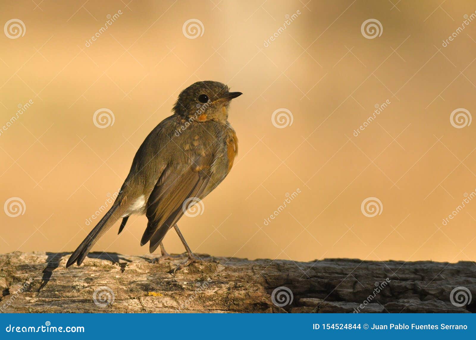 Robin in the field stock photo. Image of eagle, gredos - 154524844