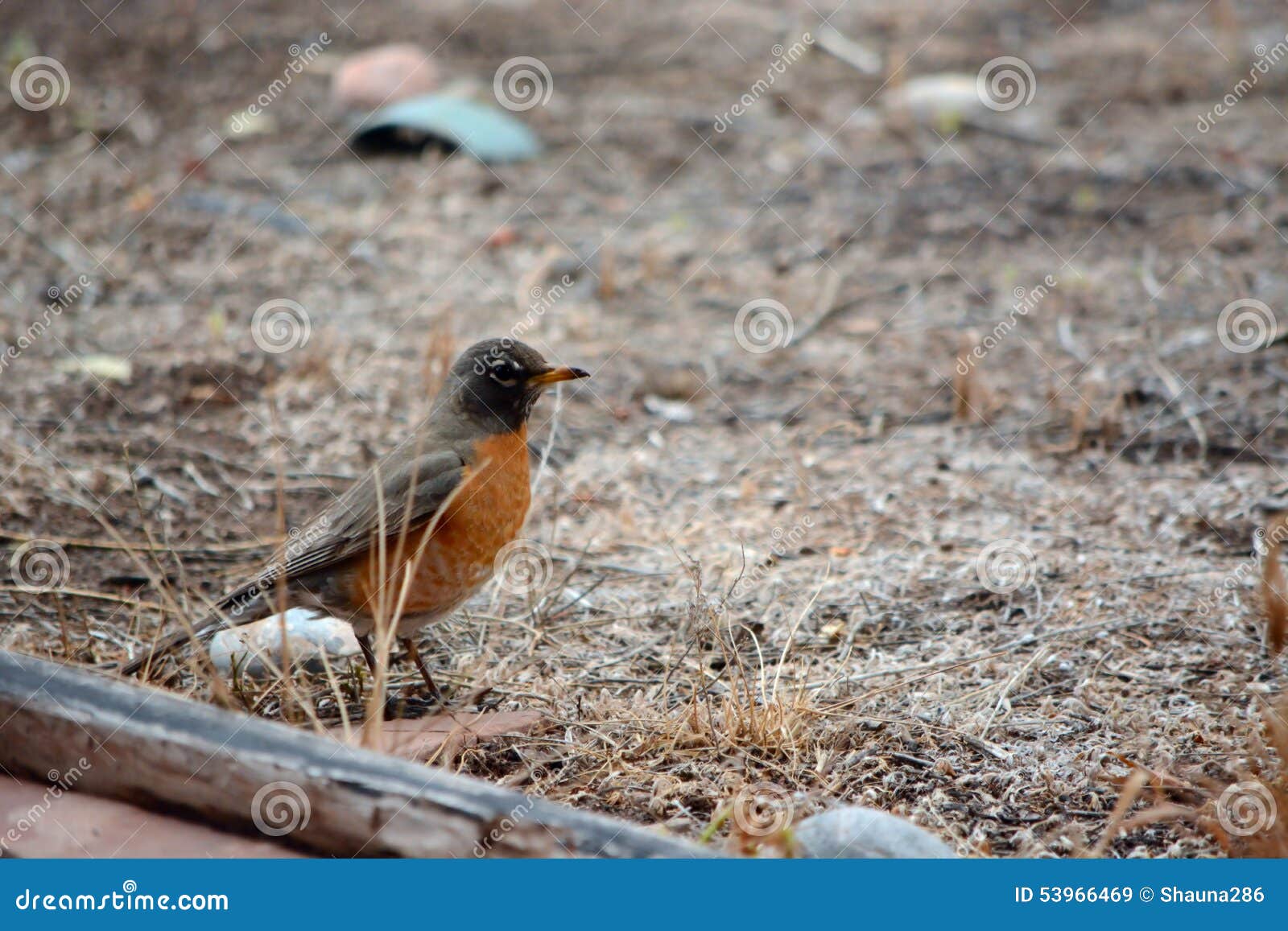 Robin in Field stock image. Image of stand, standing - 53966469