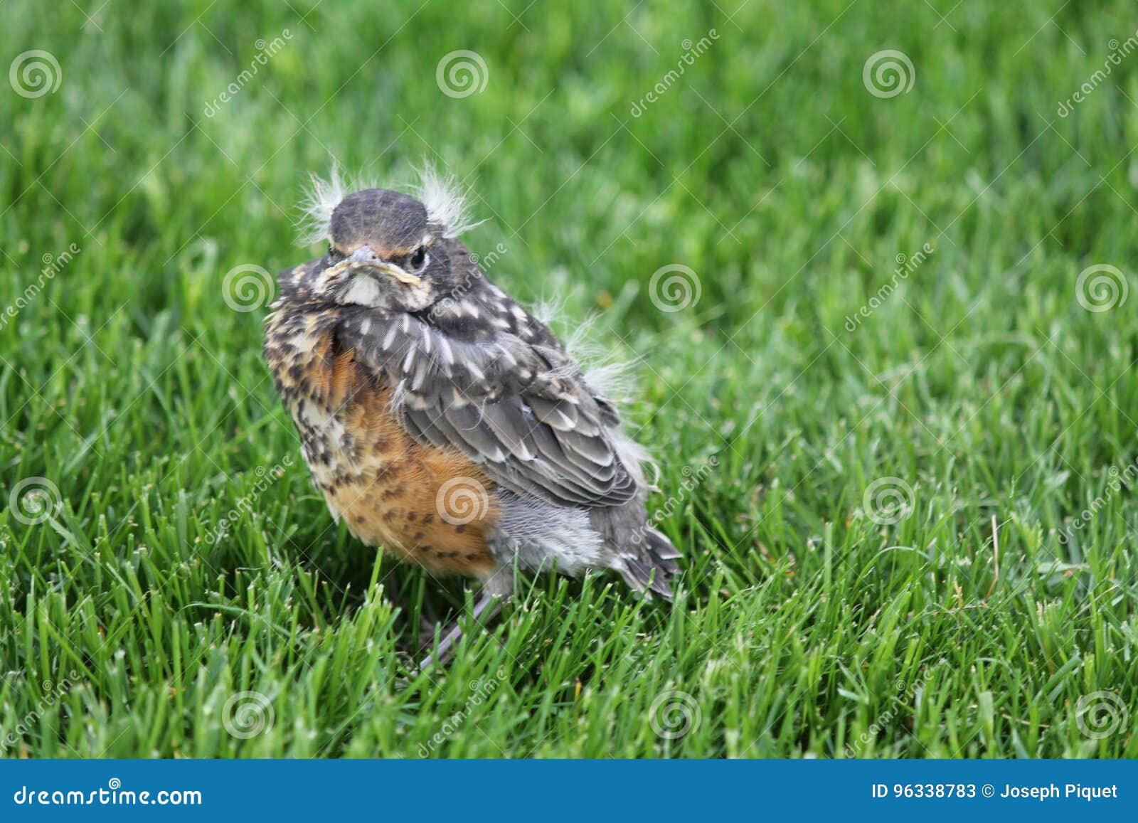 Robin Fledgling stock image. Image of wing, delicate - 96338783