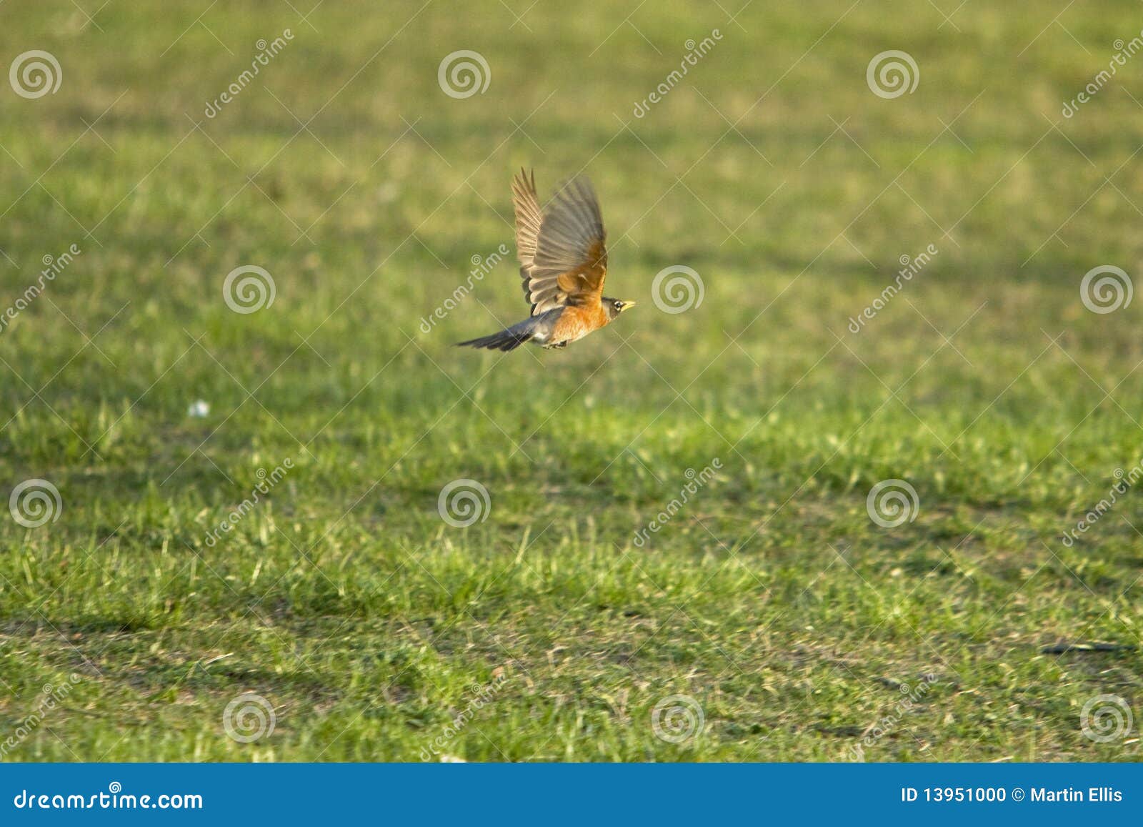 Robin In Flight stock photo. Image of migratory, nature - 13951000