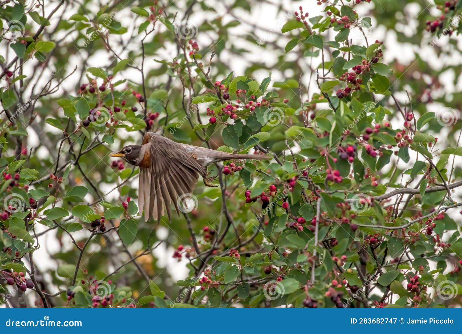 Robin in Flight in Sugar Plum Trees Stock Image - Image of plum, flight ...