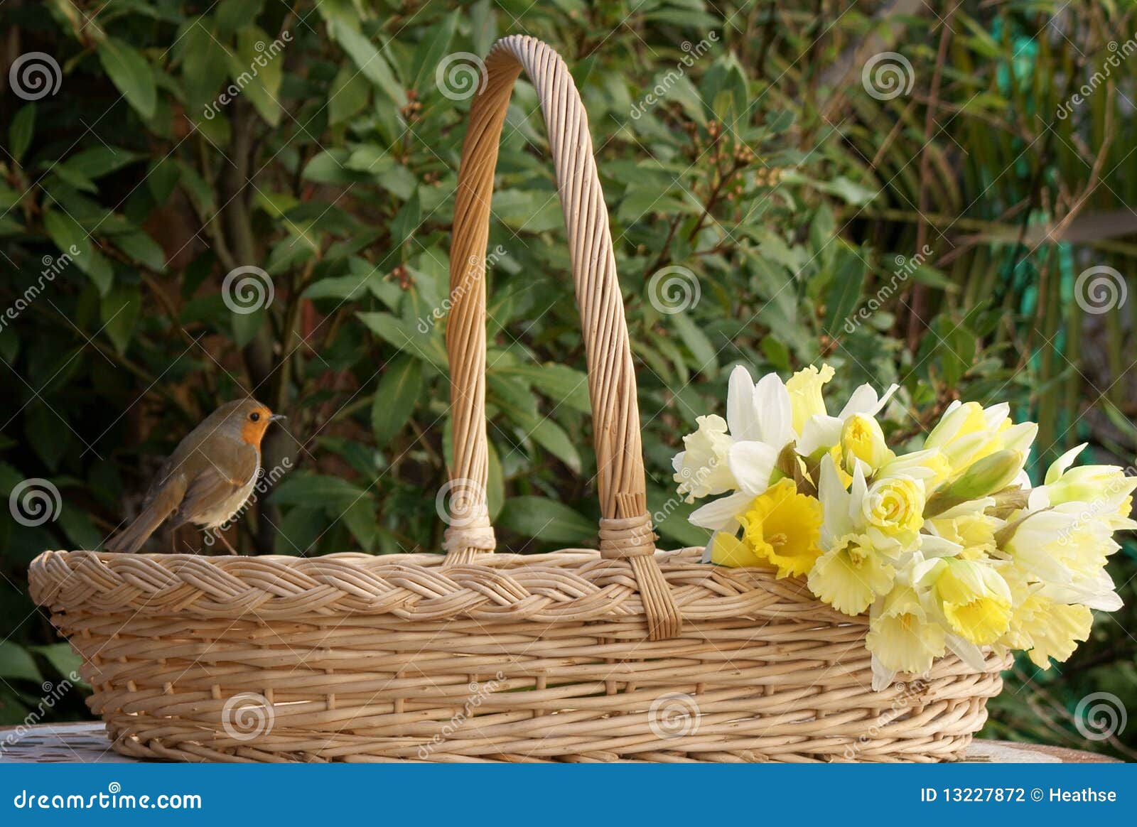 Robin on Flower Basket with Daffodils Stock Photo - Image of springtime ...