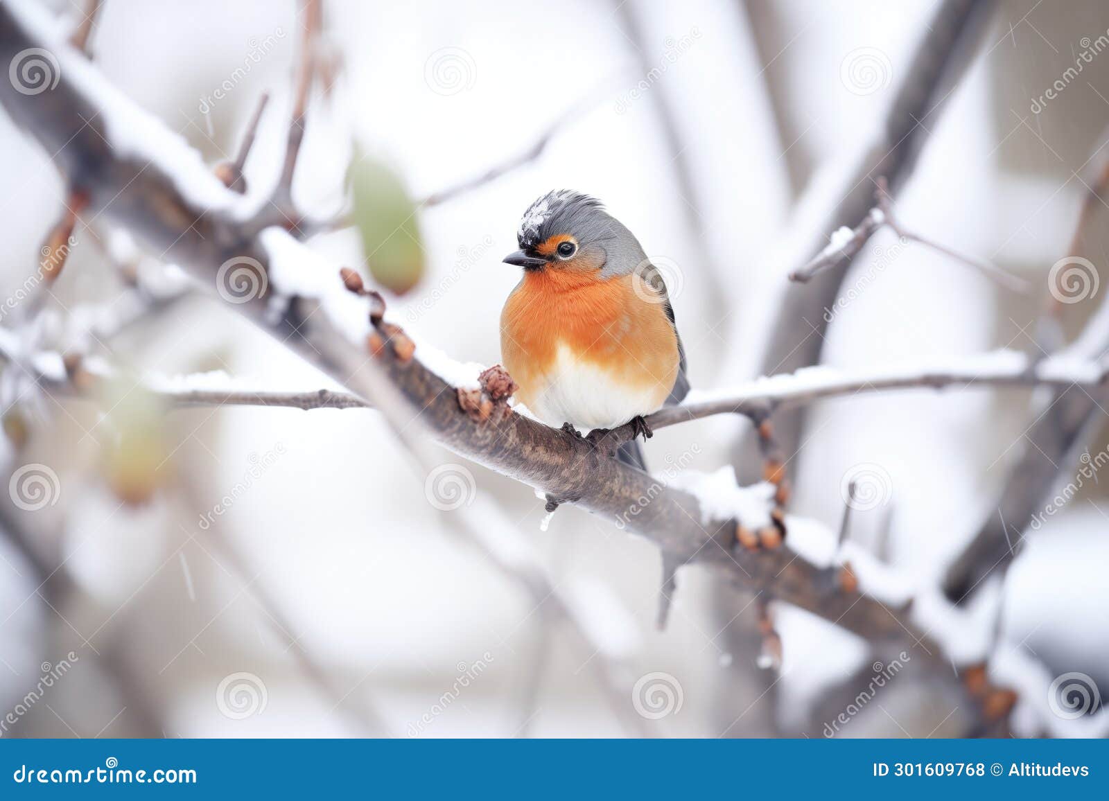 Robin Fluffing Feathers on Frosty Tree Limb Stock Photo - Image of ...