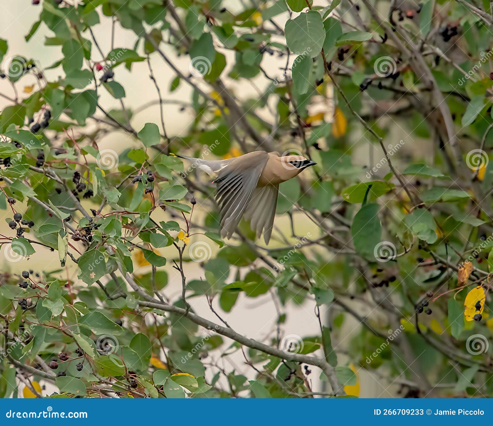 Robin flying through stock image. Image of finch, green - 266709233