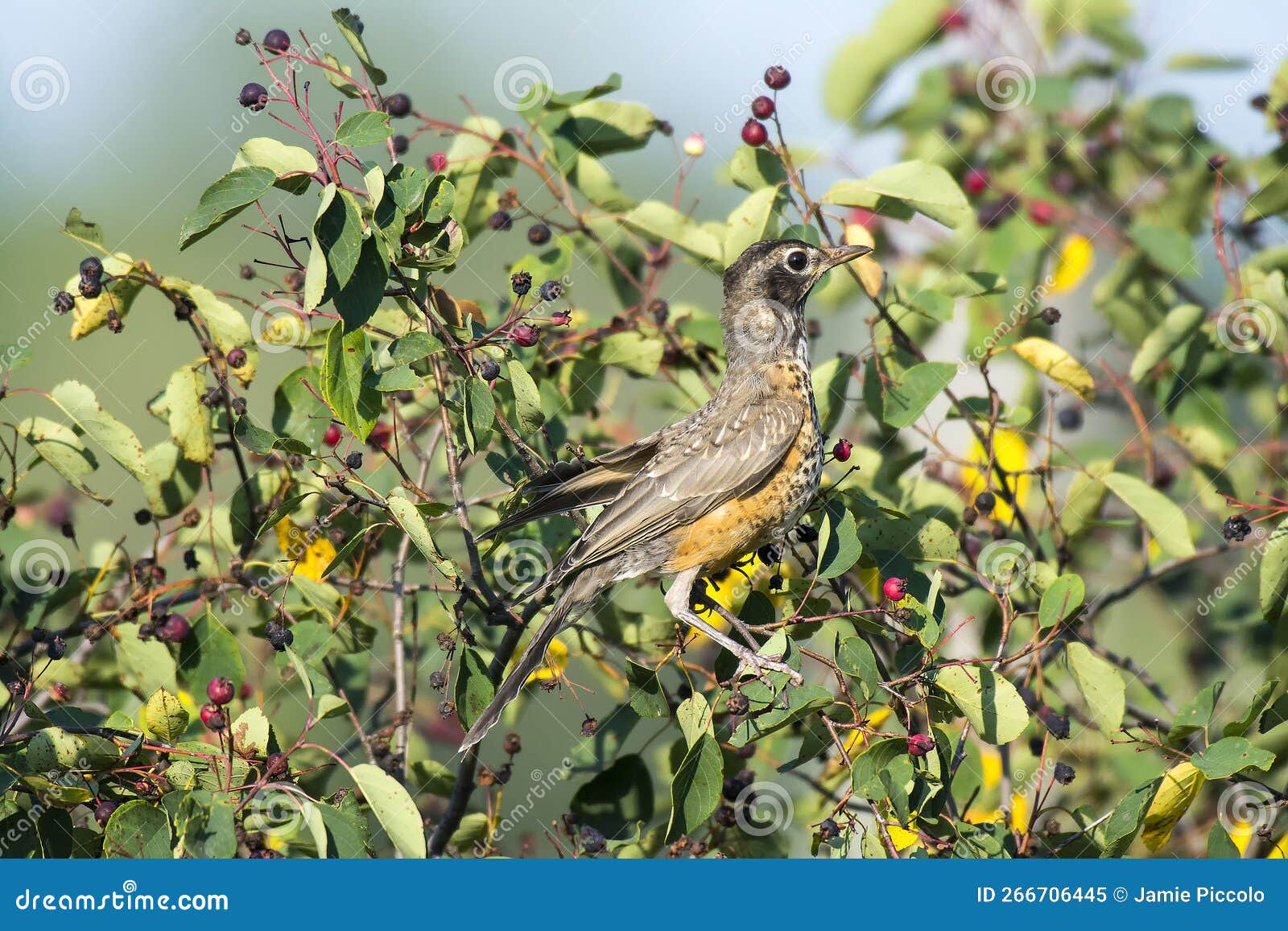 Robin flying in bush stock image. Image of flying, autumn - 266706445