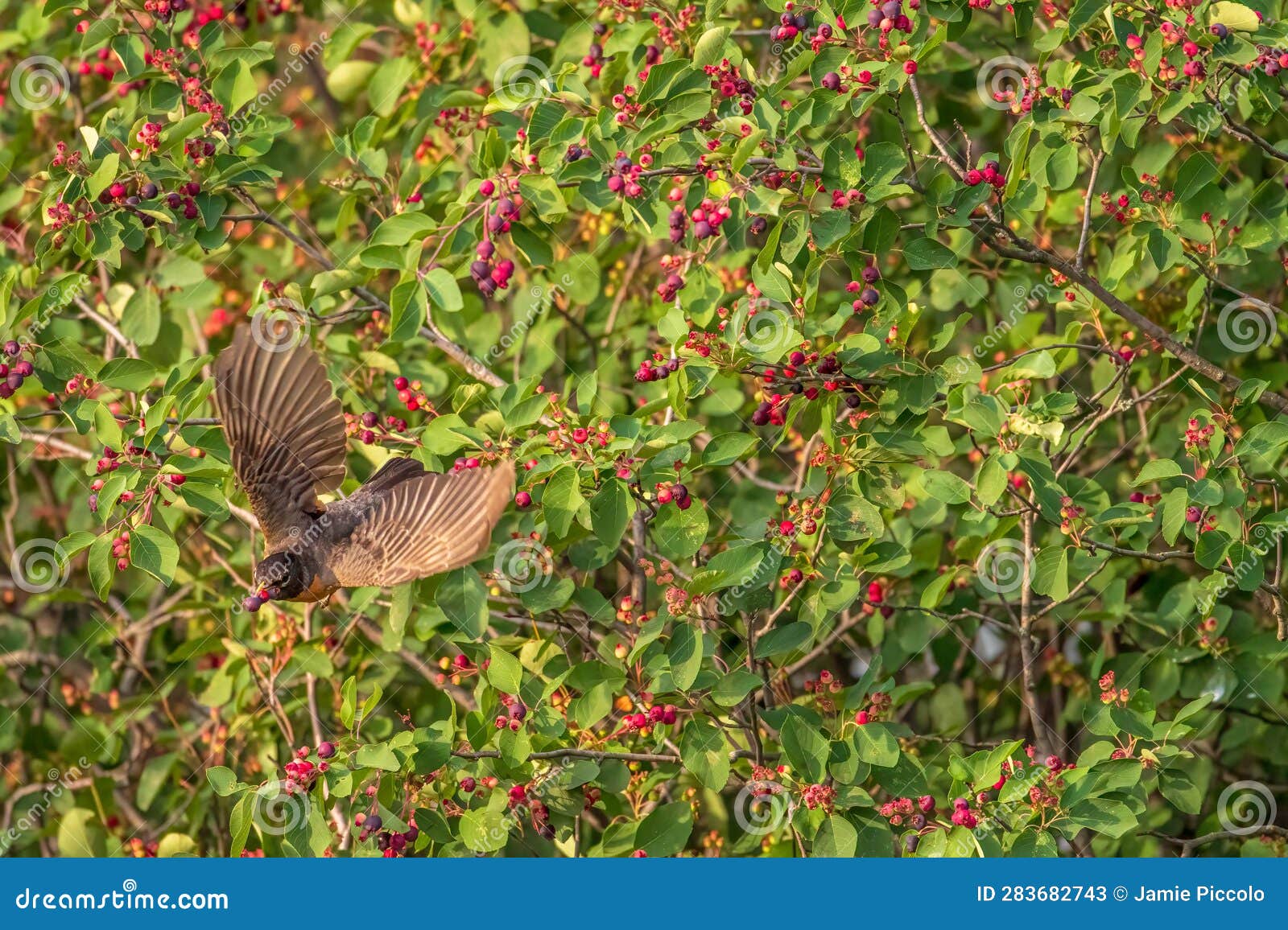 Robin Flying among the Bush in Summer Sun Stock Image - Image of summer ...