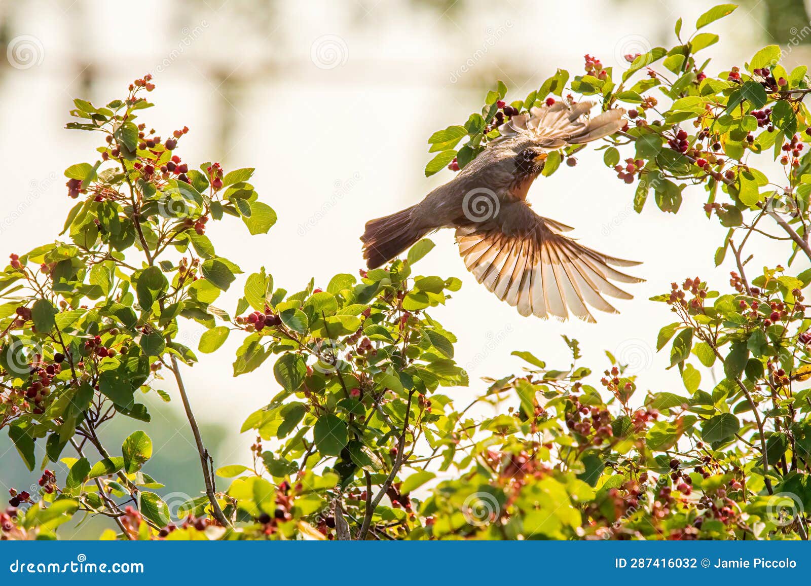 Robin Flying in Sugar Plum Bush Stock Photo - Image of nature, bird ...