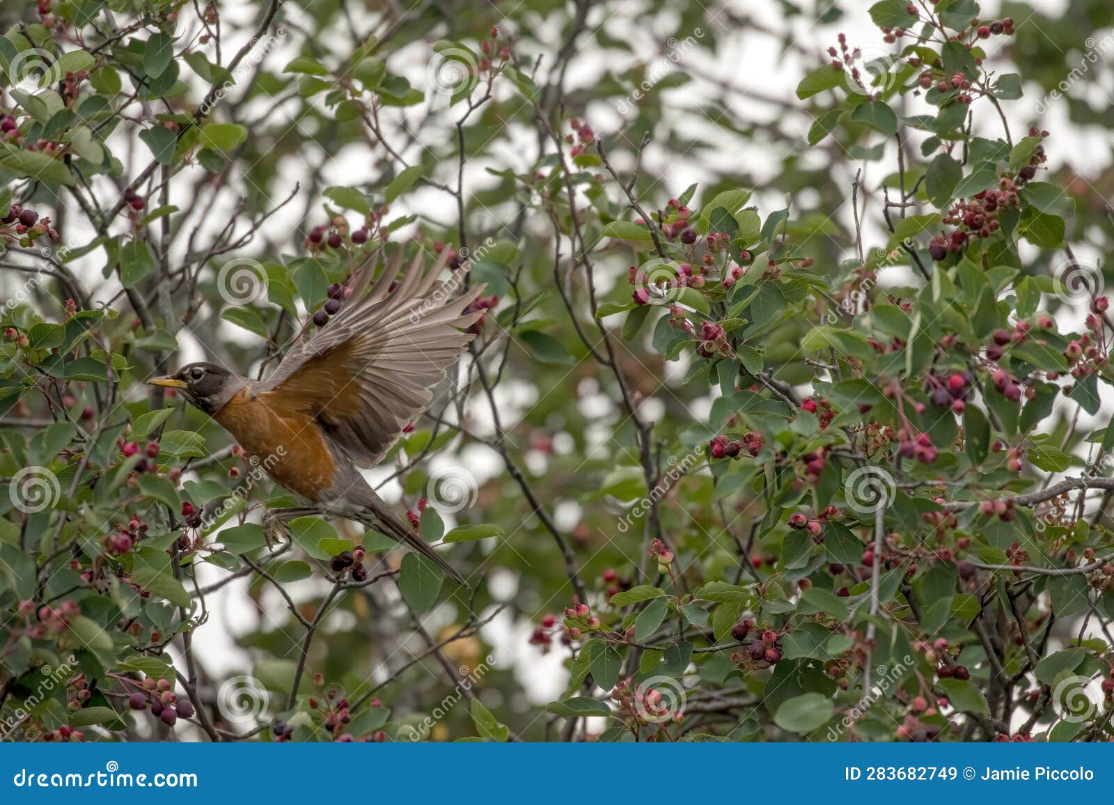 Robin Flying in Summer among the Trees Stock Image - Image of summer ...