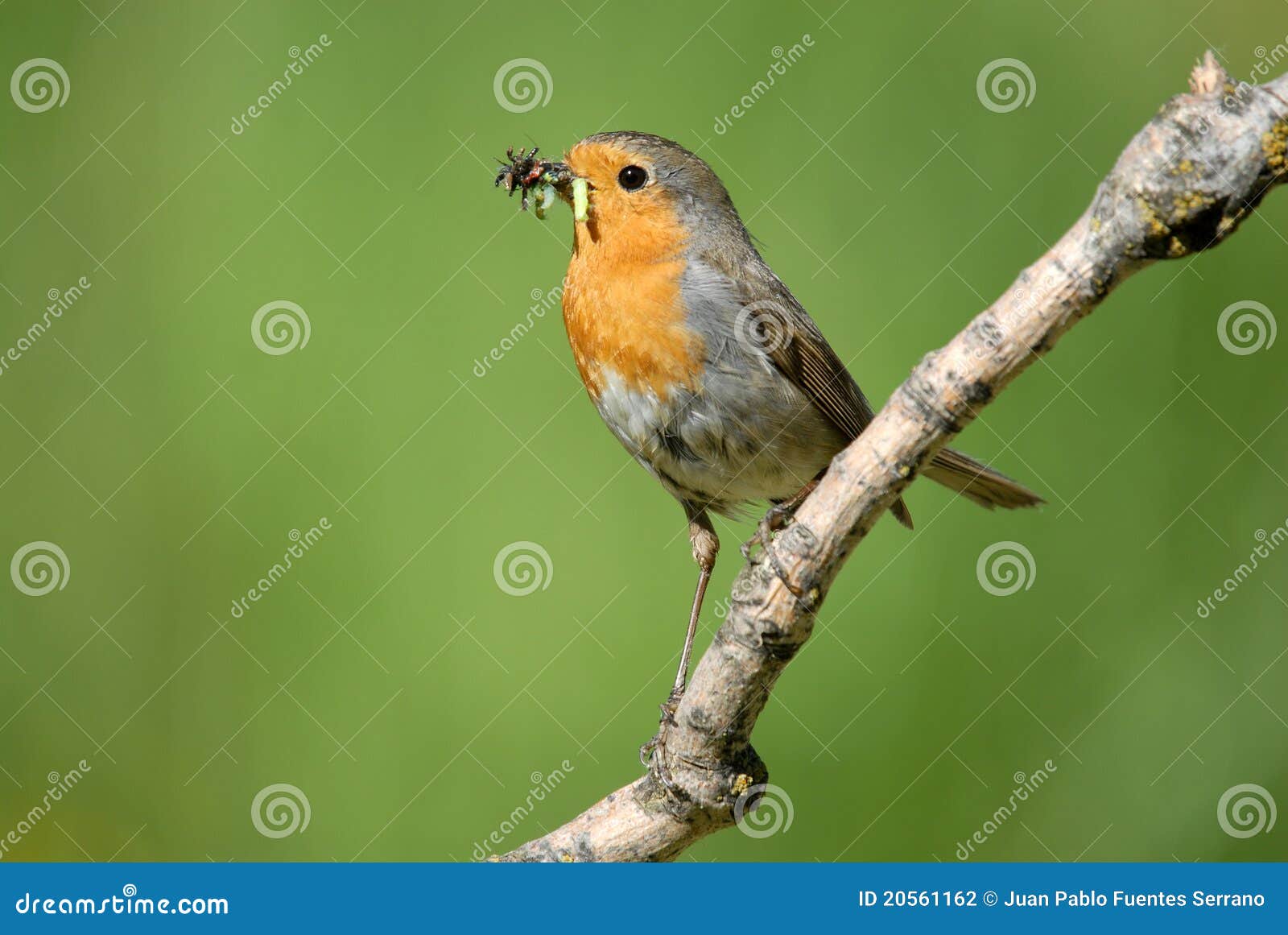 Robin with food stock photo. Image of field, composition - 20561162