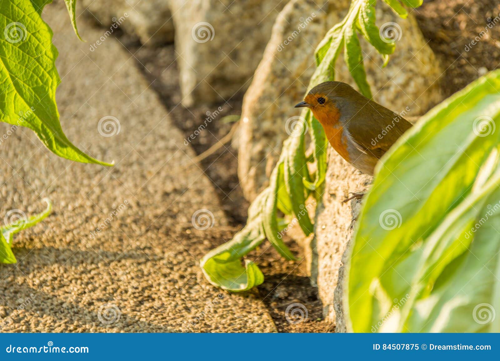 Robin foraging for food stock image. Image of songbird - 84507875