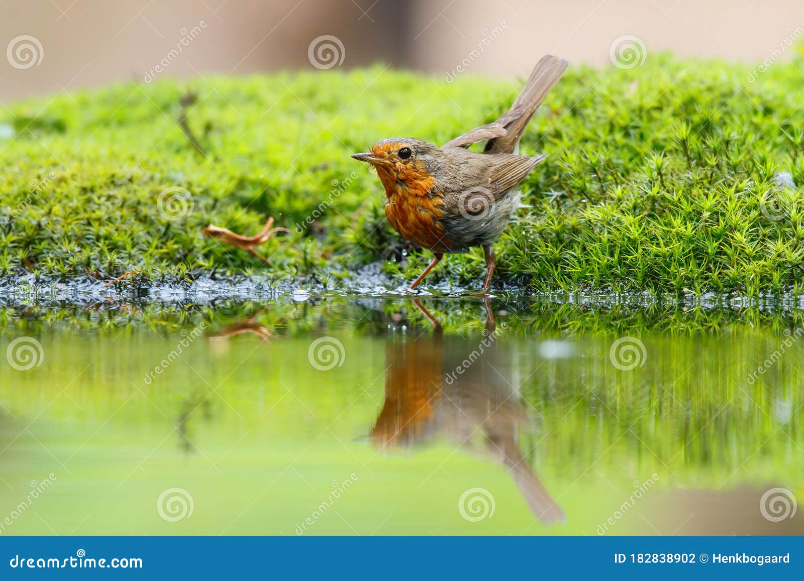 Robin in the Forest in the Netherlands Stock Photo - Image of wild ...