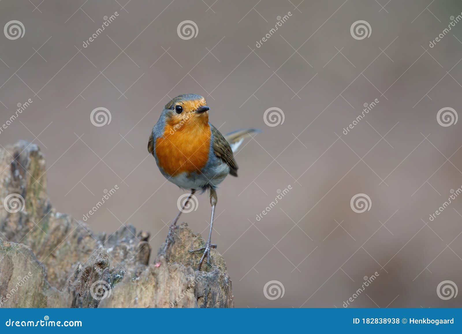 Robin in the Forest in the Netherlands Stock Photo - Image of forest ...