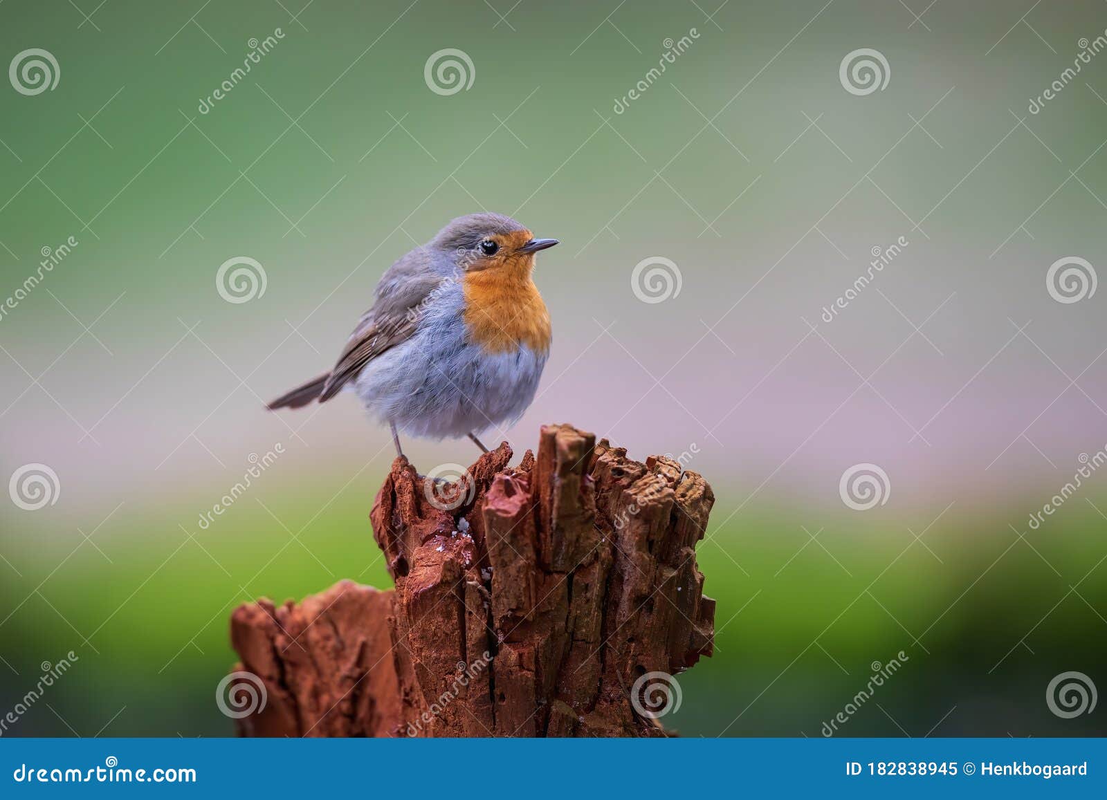 Robin in the Forest in the Netherlands Stock Image - Image of forest ...