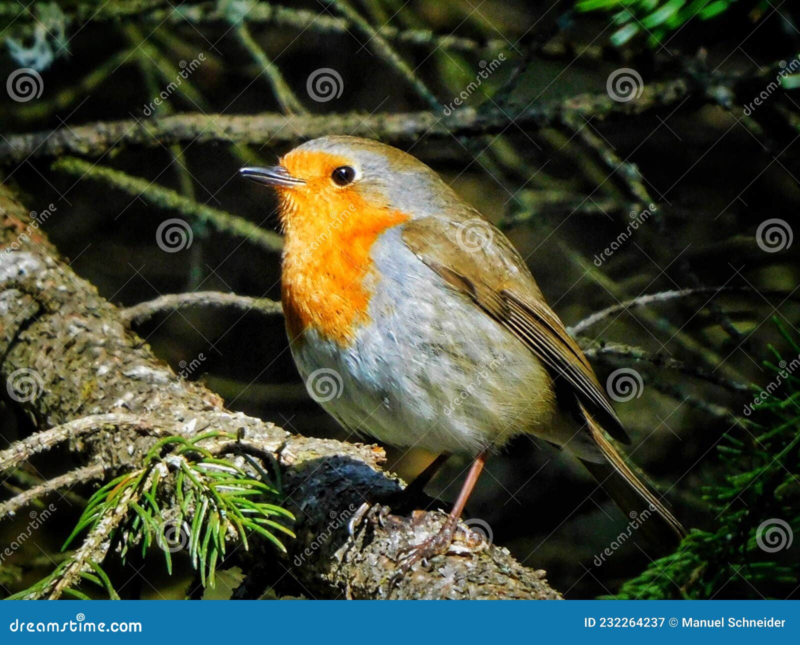 Robin in the Forest stock image. Image of branch, wildlife - 232264237