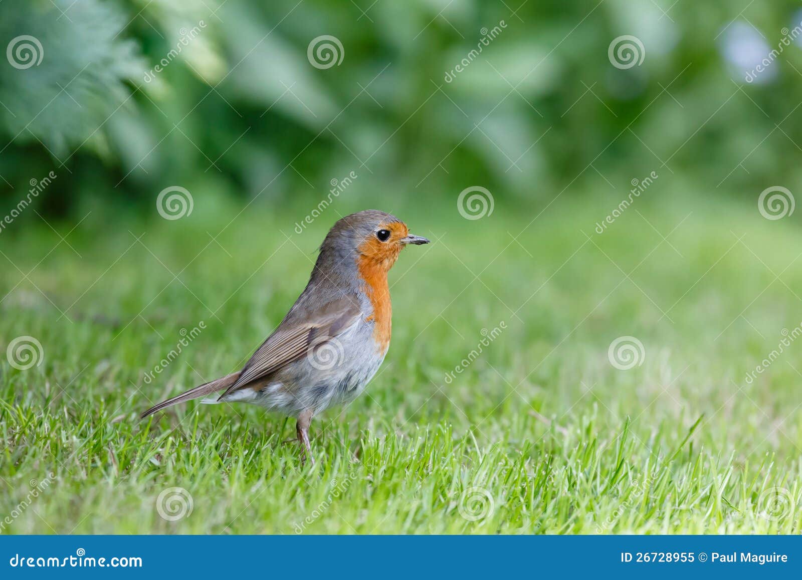 Robin in garden stock image. Image of country, green - 26728955