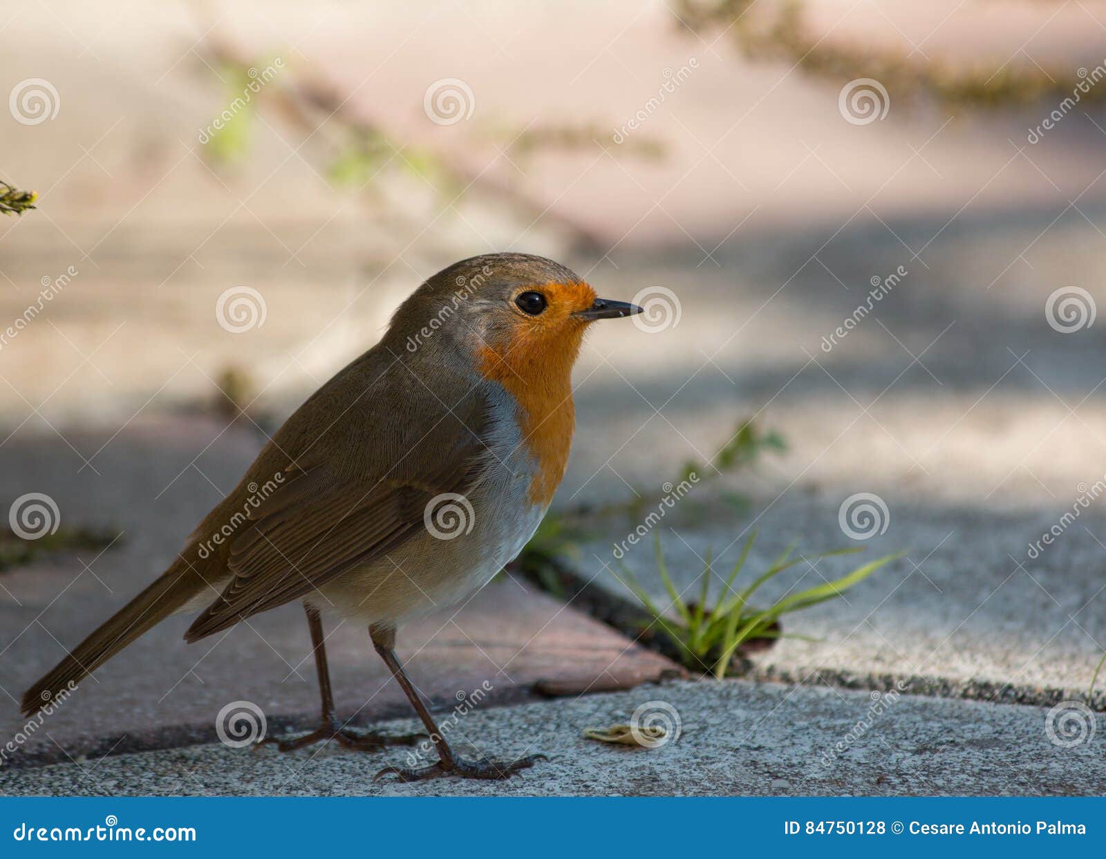Robin in the garden stock photo. Image of nature, isolated - 84750128