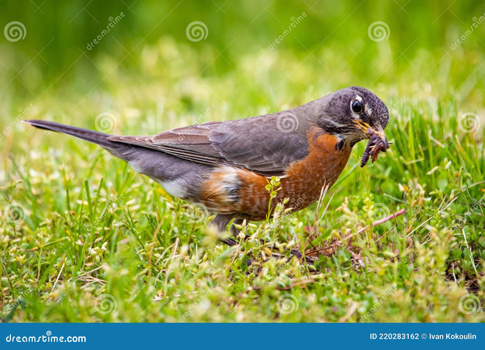A Robin In The Garden Royalty-Free Stock Photography | CartoonDealer ...
