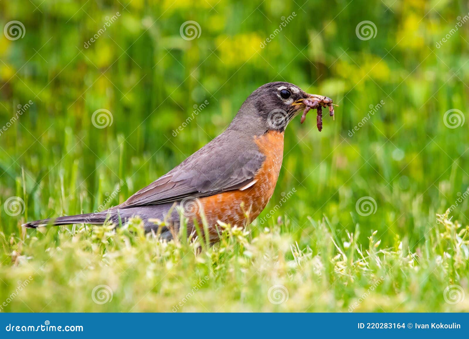 Robin Garden Bird With Mouth Full Of Worms Royalty-Free Stock Image ...