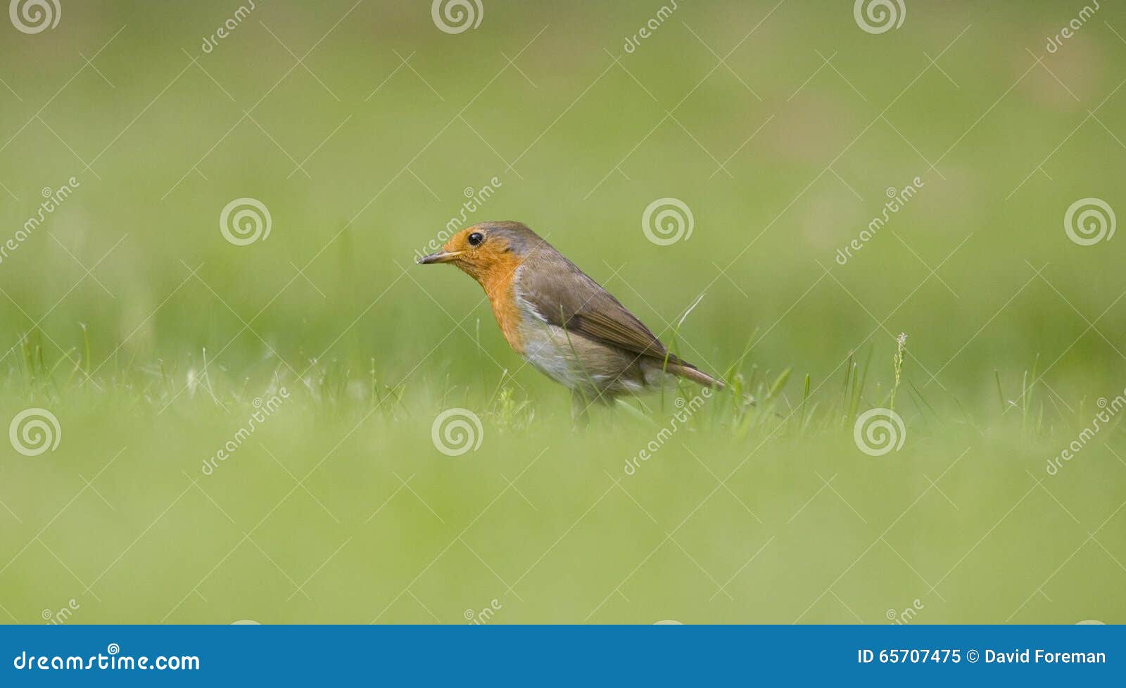 A Robin in the Garden stock image. Image of robin, cute - 65707475
