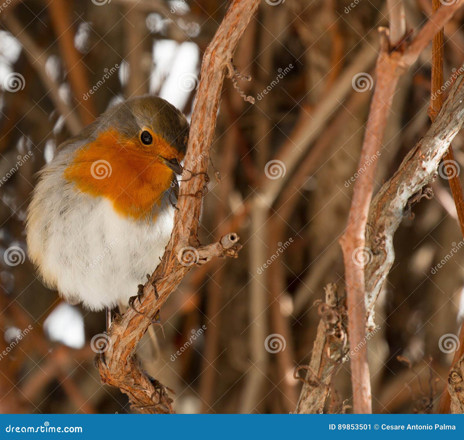 Robin in the garden stock image. Image of perched, birds - 89853501