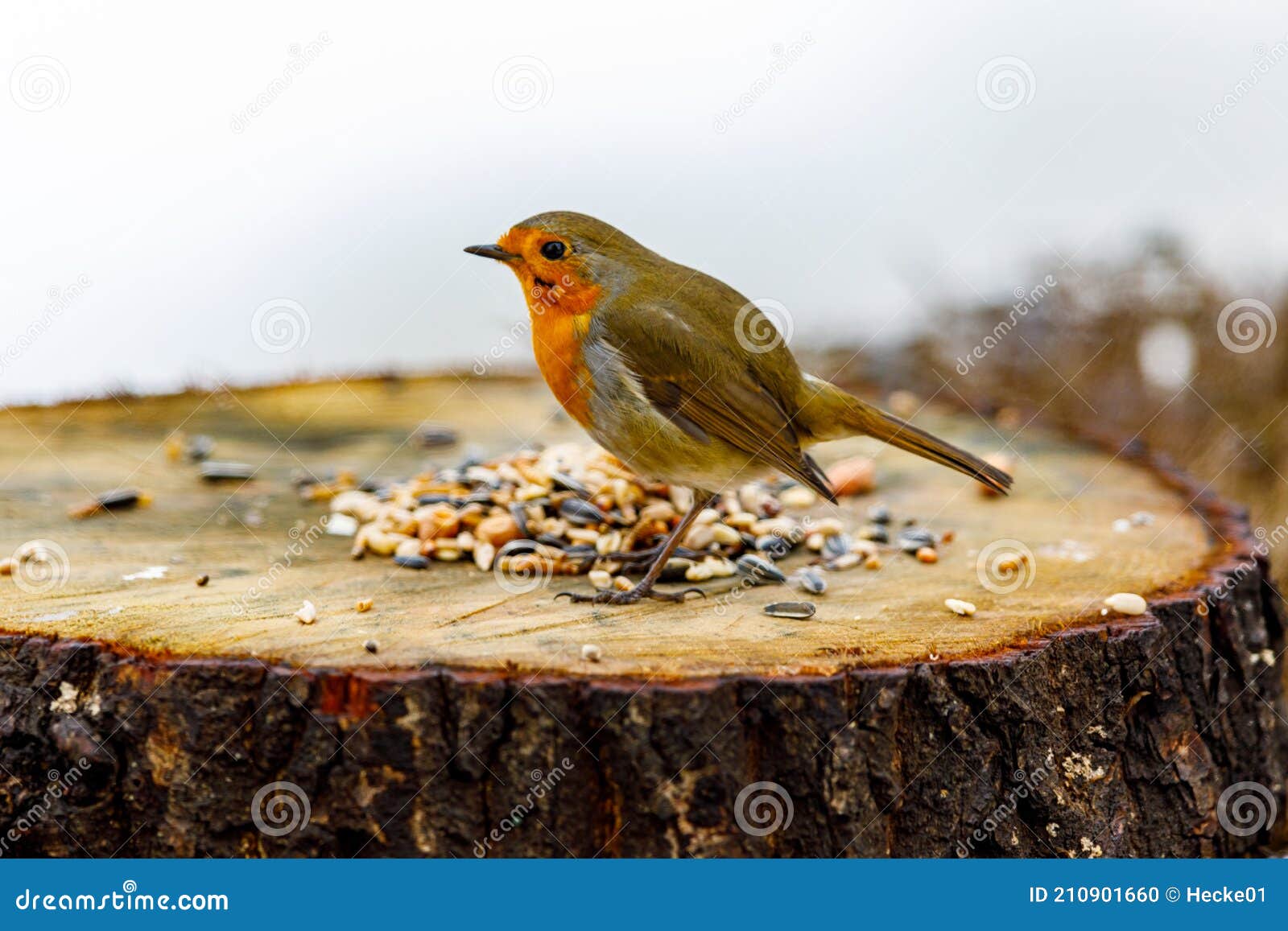Robin in the Garden with Winter Feeding Stock Photo - Image of european ...