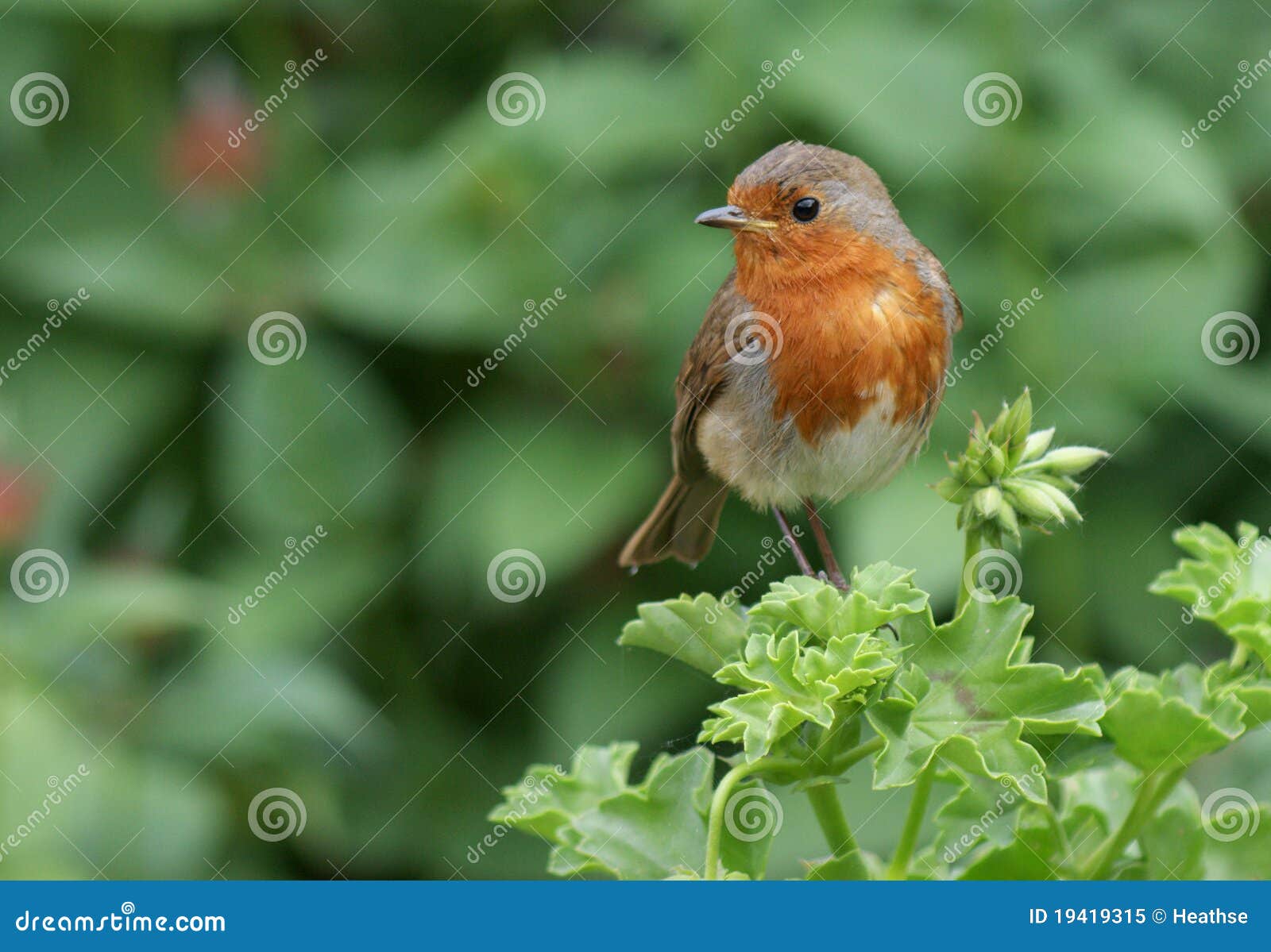 Robin on geranium stock image. Image of tame, bird, green - 19419315
