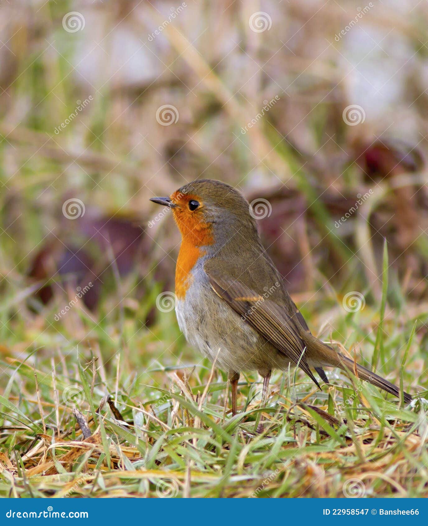 Robin on the grass stock image. Image of bird, robin - 22958547