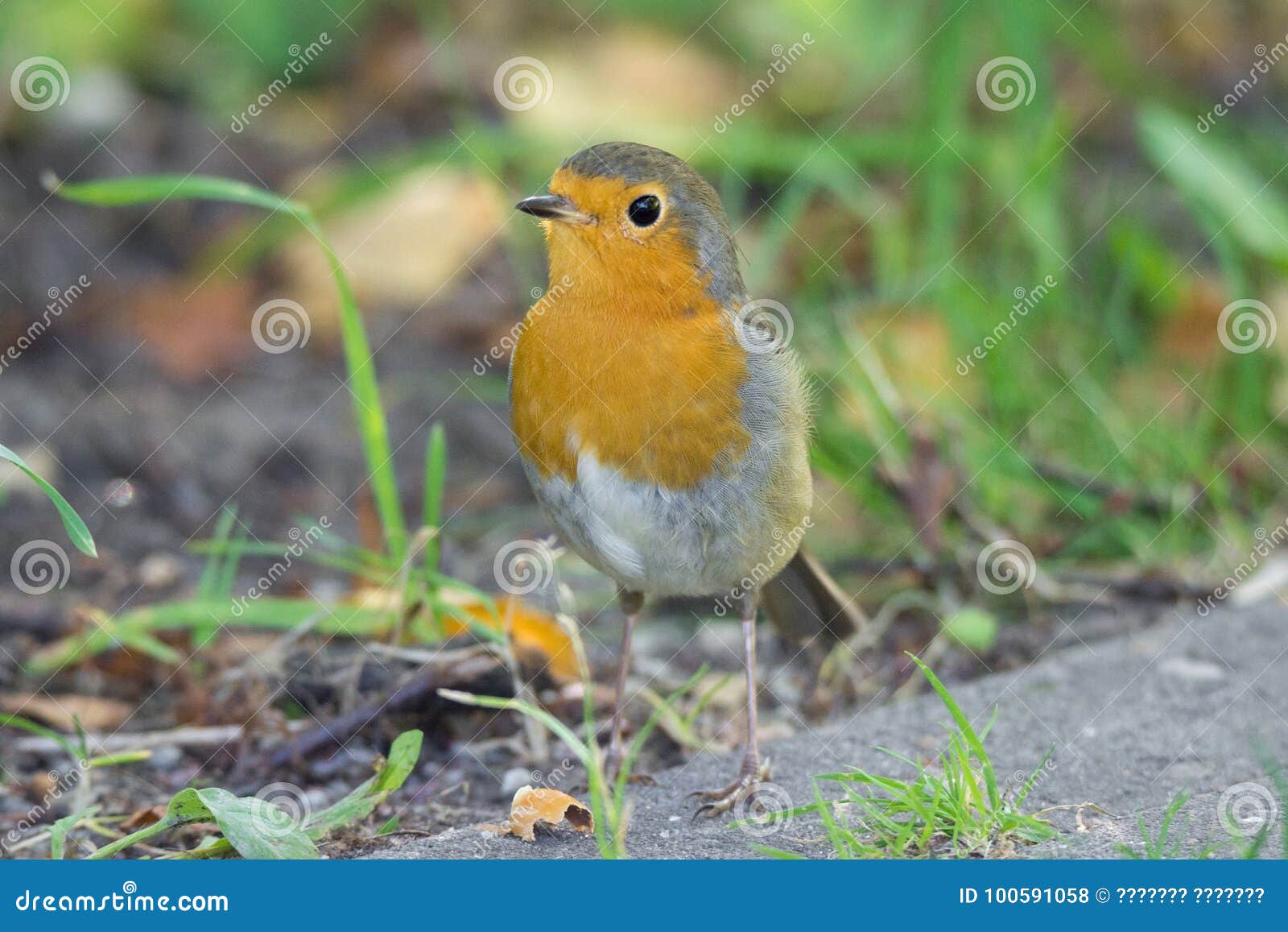 Robin on grass stock photo. Image of birds, portrait - 100591058
