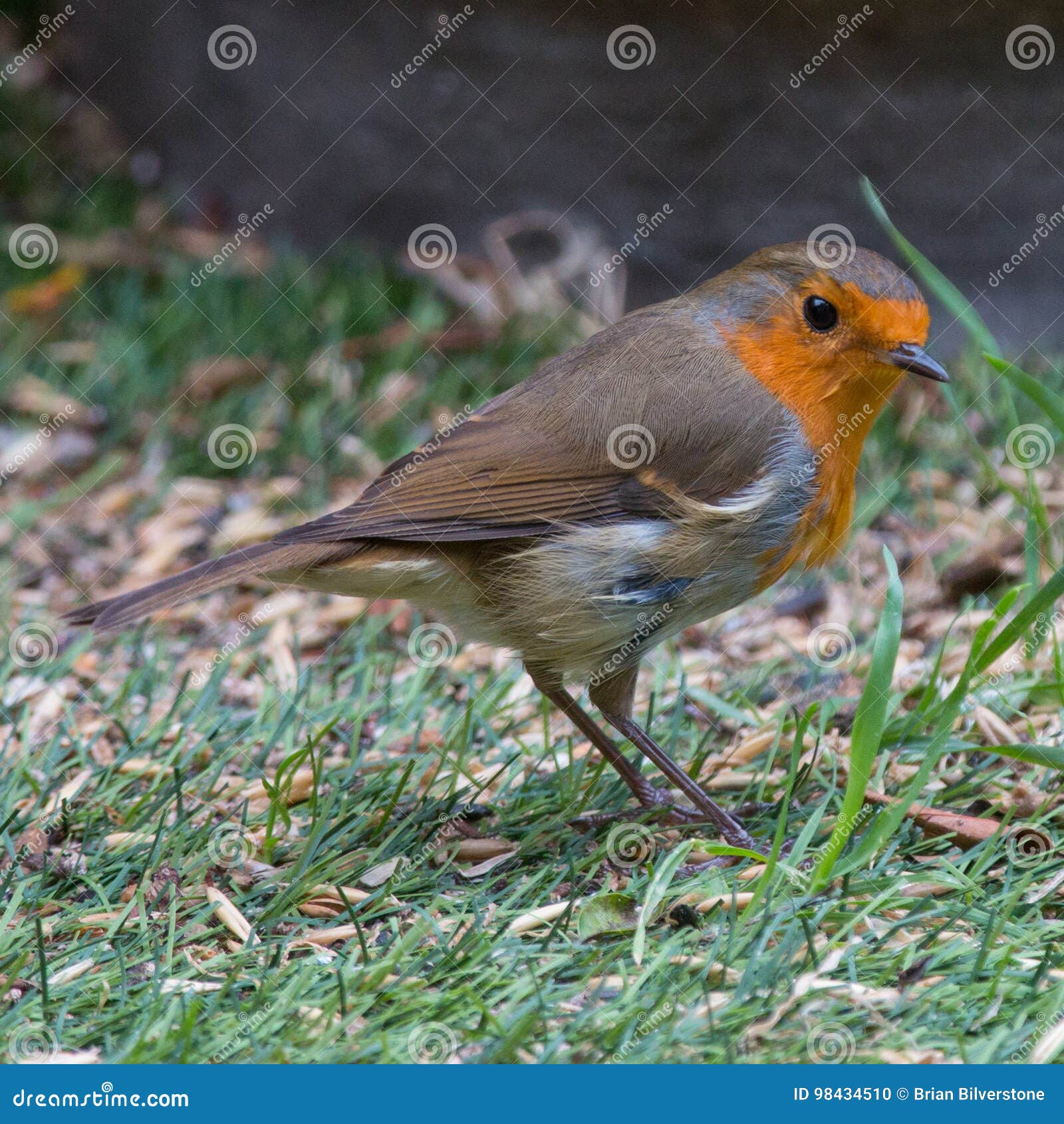 Robin on the Grass stock photo. Image of redbreast, birds - 98434510