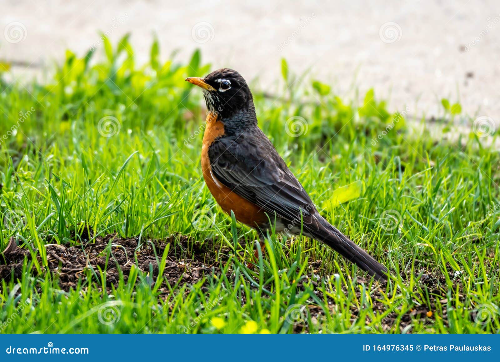 Robin on grass by river stock image. Image of american - 164976345