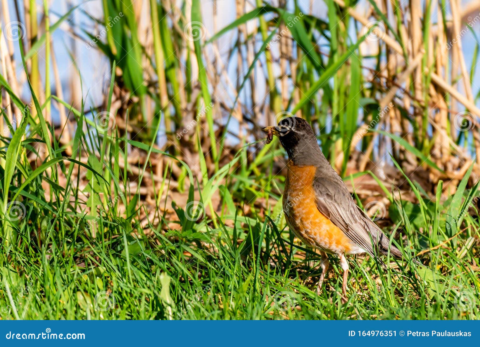Robin on grass by river stock image. Image of black - 164976351