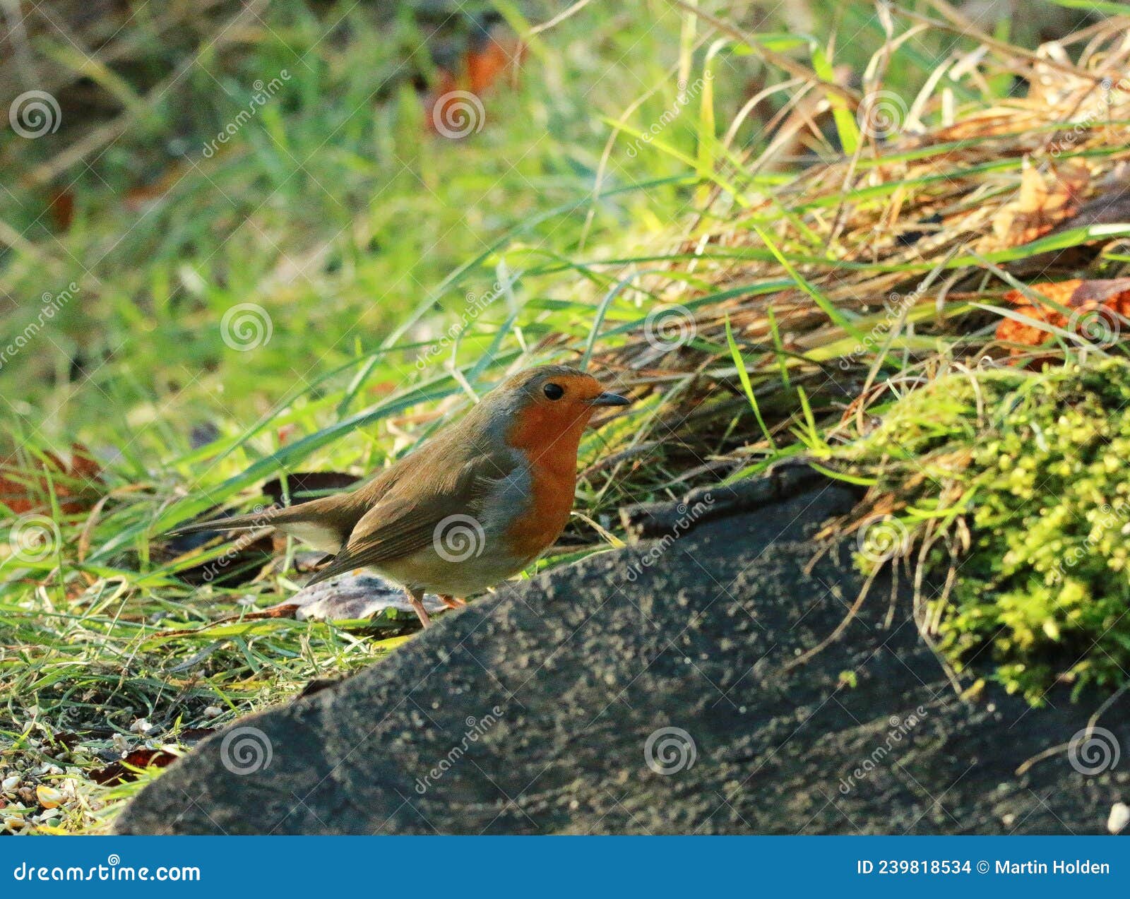 Robin on a grass verge stock photo. Image of environment - 239818534