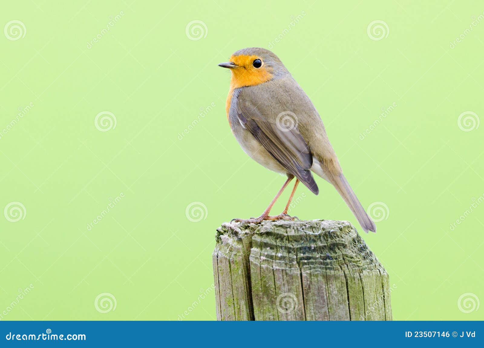 Robin with green backdrop stock photo. Image of pose - 23507146