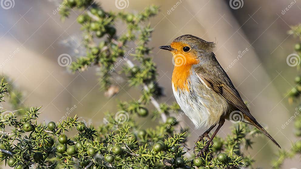 Robin on Green Bush stock photo. Image of perching, wild - 65544442