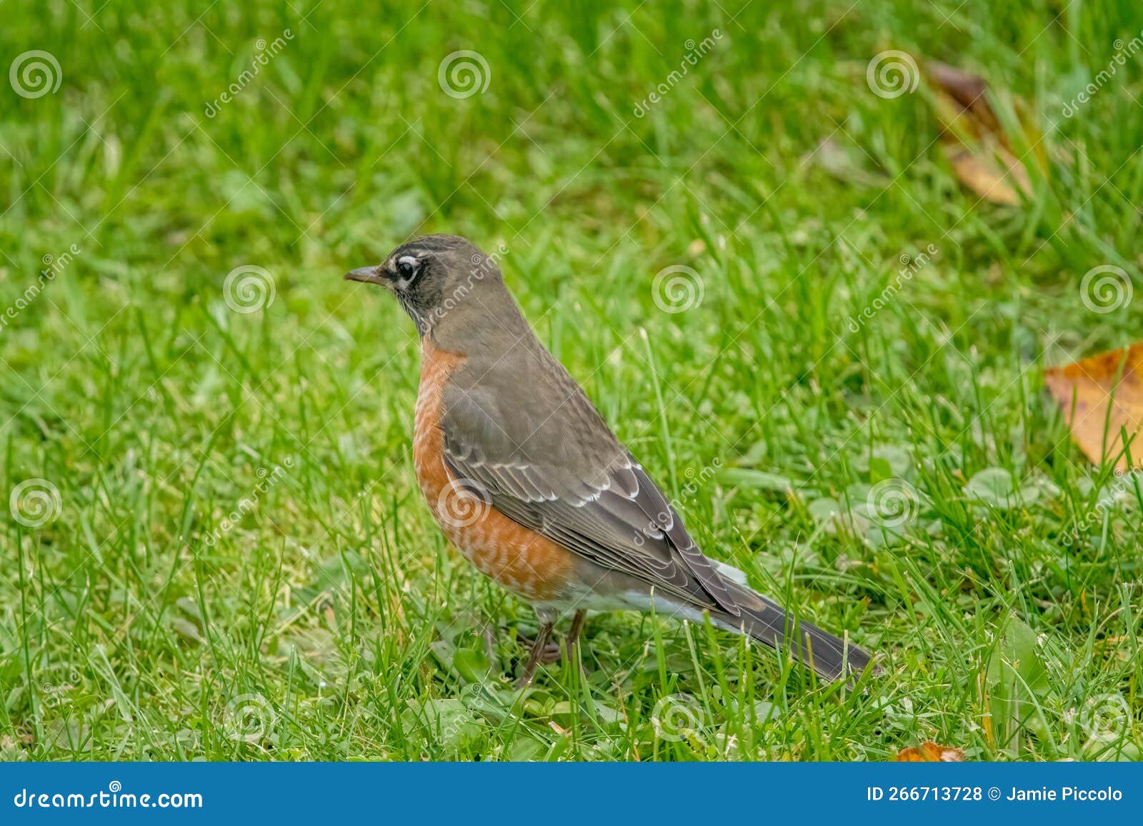 Robin on ground stock photo. Image of branch, green - 266713728