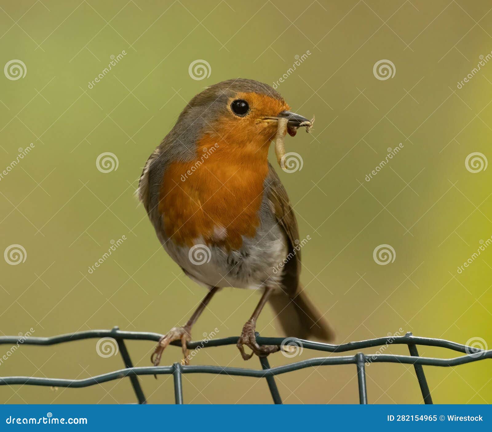 Robin with Grubs in Its Beak Stock Image - Image of nature, environment ...