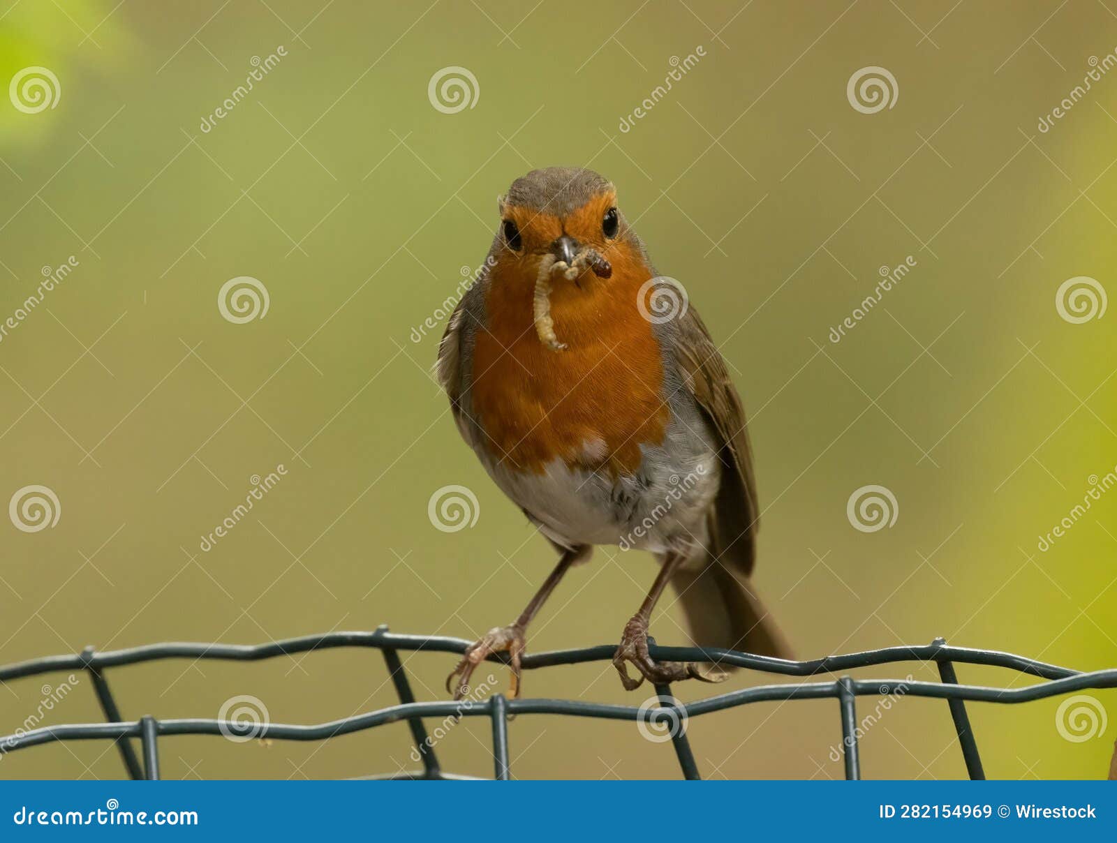 Robin with Grubs in Its Beak Stock Image - Image of garden, environment ...