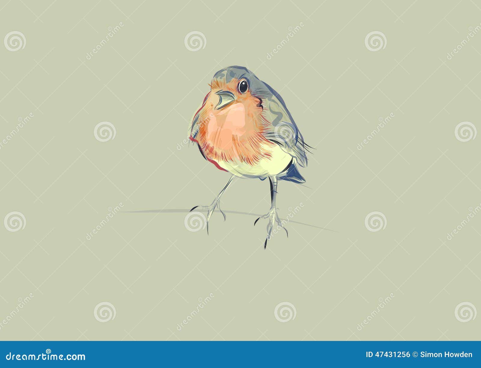Robin stock vector. Illustration of drawing, animal, vector - 47431256