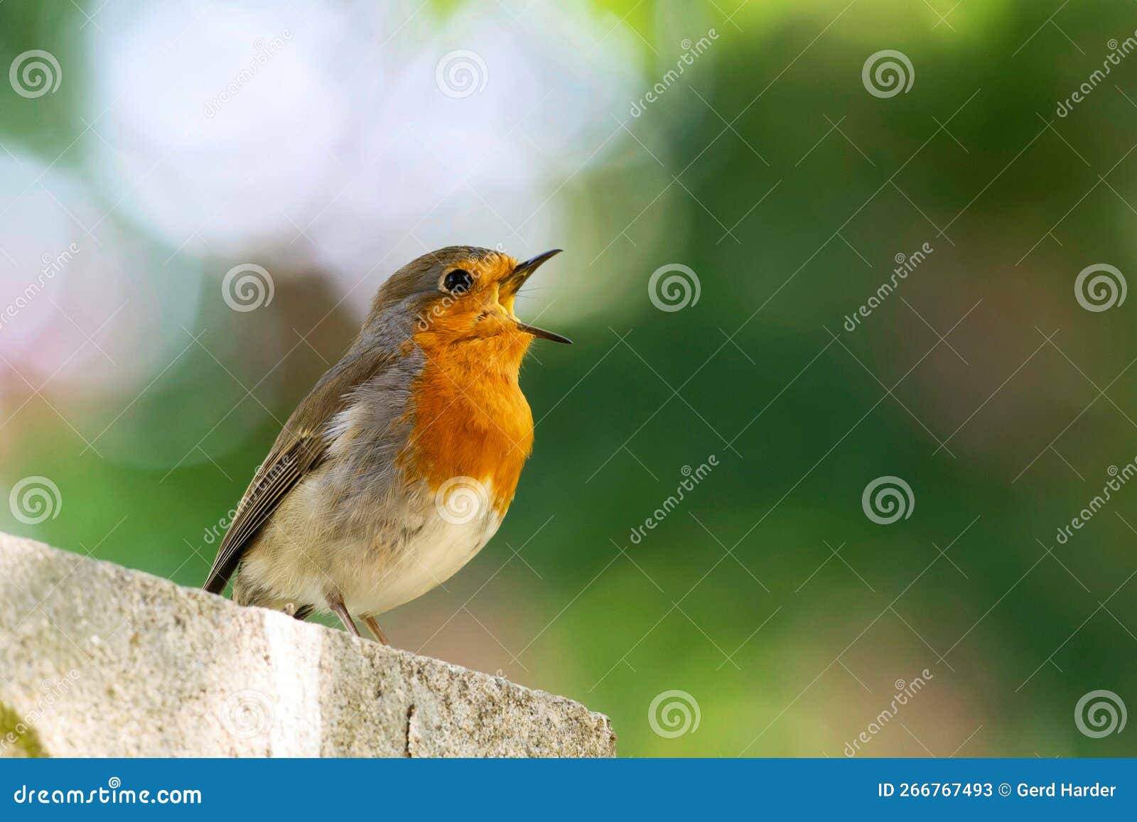 Robin in spring singing stock image. Image of happy - 266767493